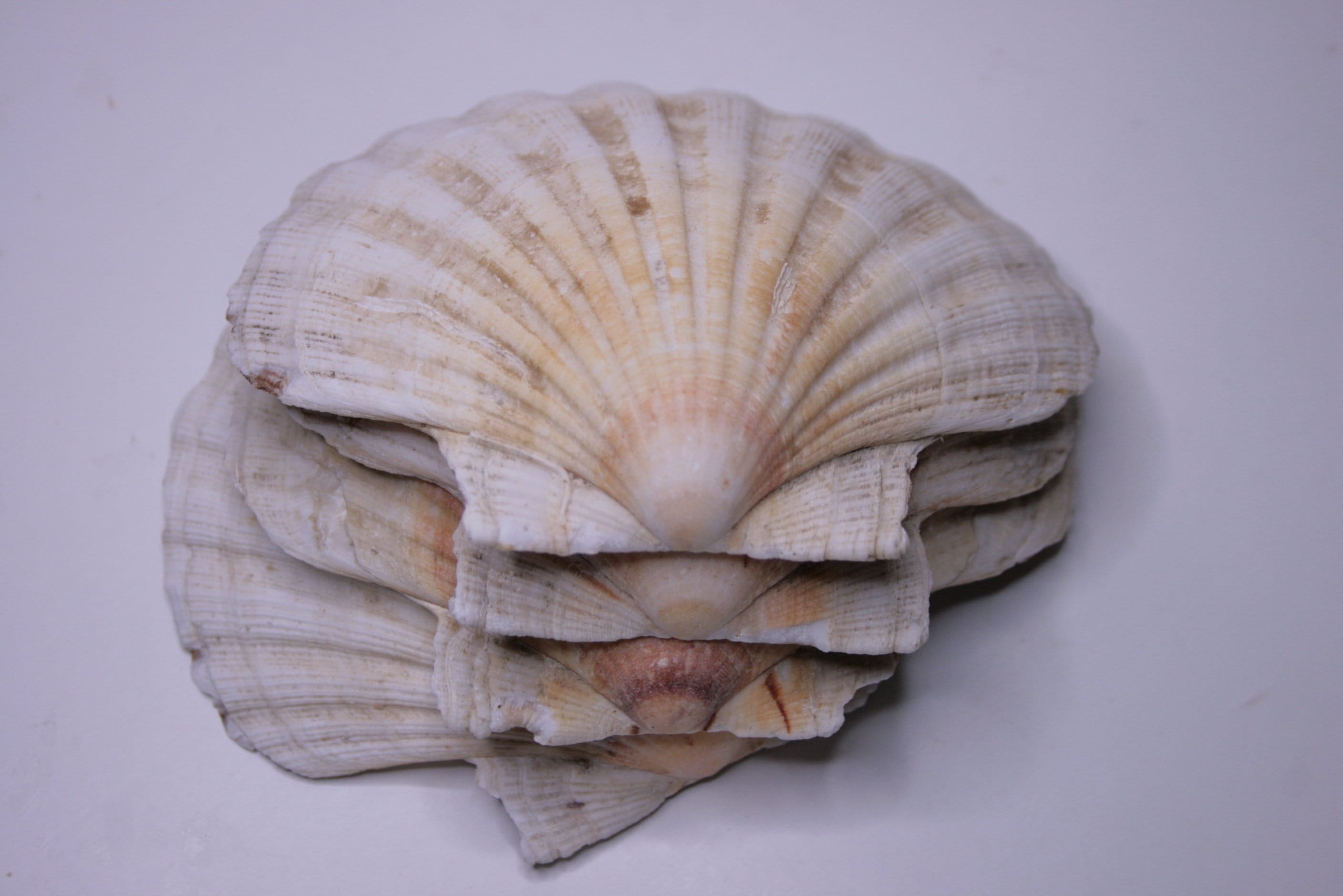 SET 8 Natural Real Giant Scallop Shells, Baking Scallops, Decoupage ...