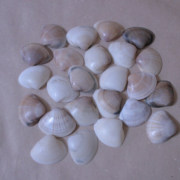 Craft Shells - Etsy
