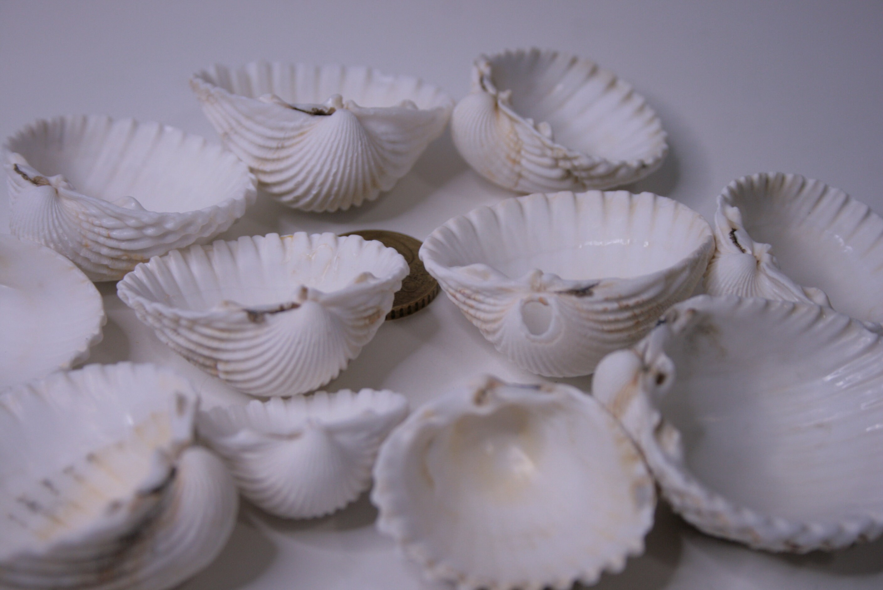 11 Beatifull White Sea Shells, Bulk Craft Shells, Beach Decor - Etsy
