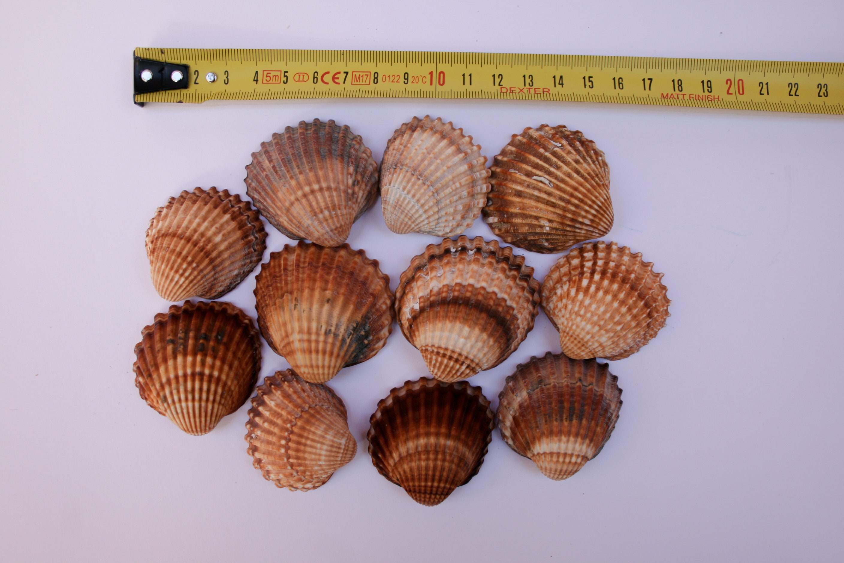 SET 30 Large Real Sea Shells Bulk Seashells Sea Home Decor - Etsy UK