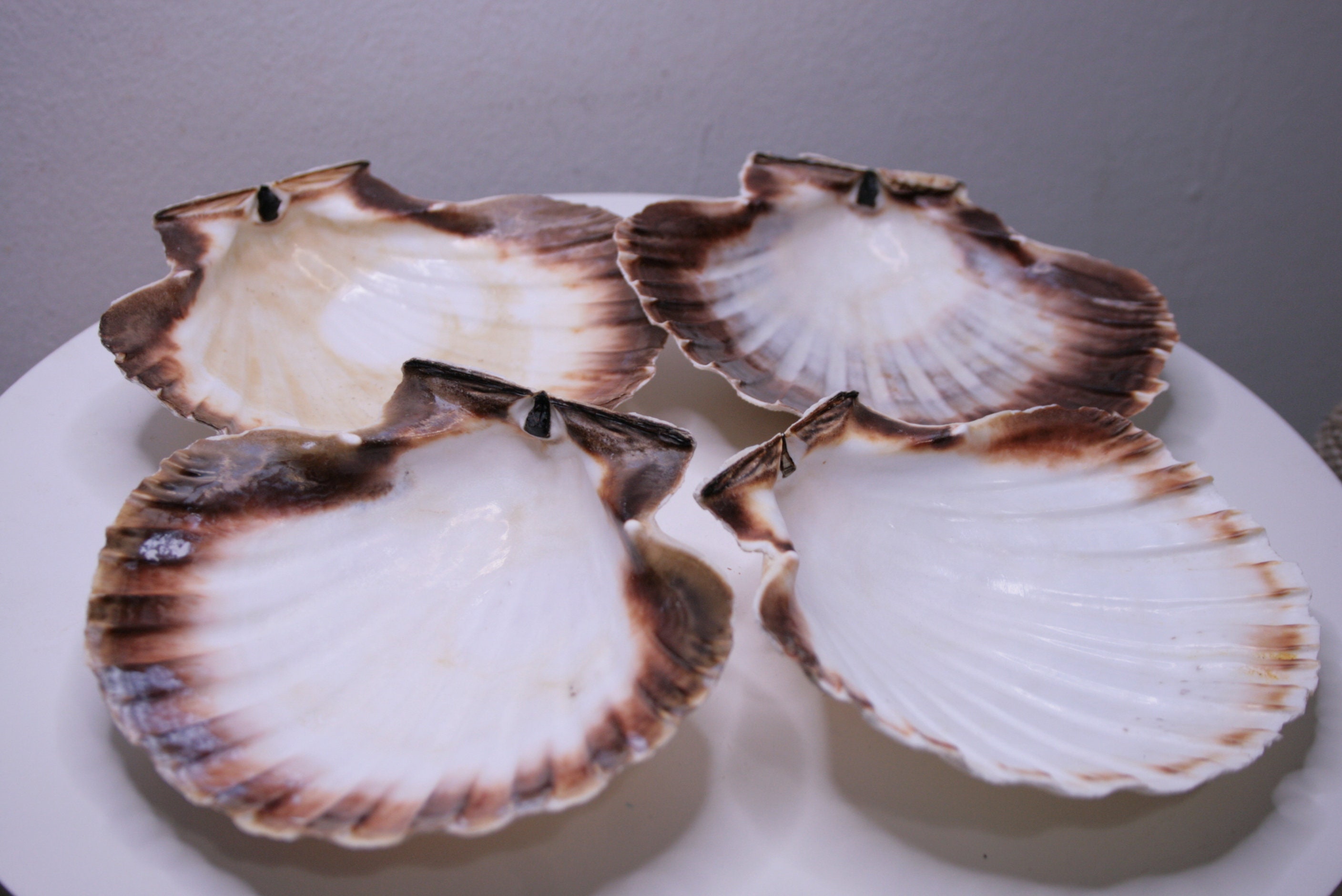 SET 8 Natural Real Giant Scallop Shells, Baking Scallops, Decoupage ...