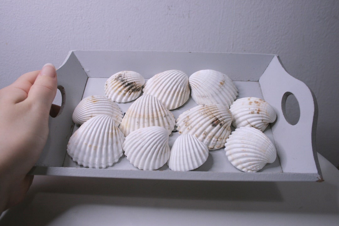 11 Beatifull White Sea Shells, Bulk Craft Shells, Beach Decor - Etsy
