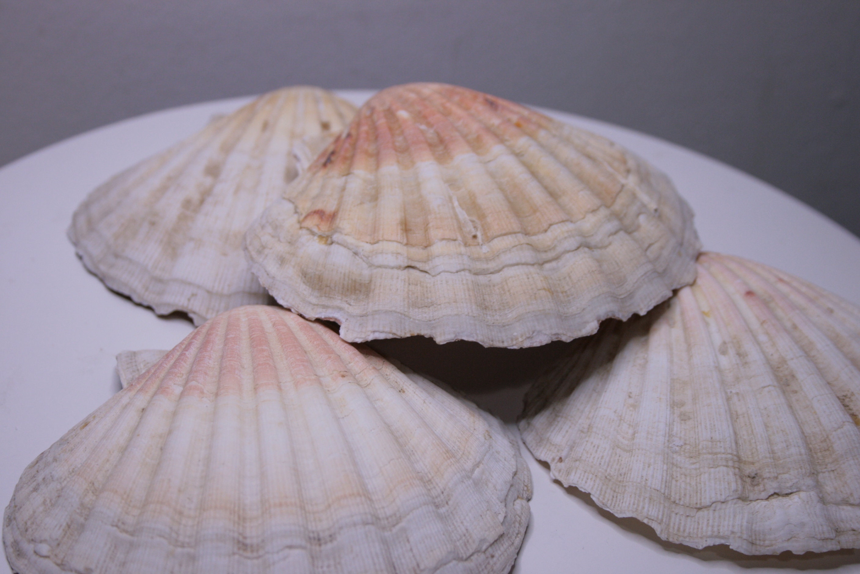 SET 8 Natural Real Giant Scallop Shells, Baking Scallops, Decoupage ...
