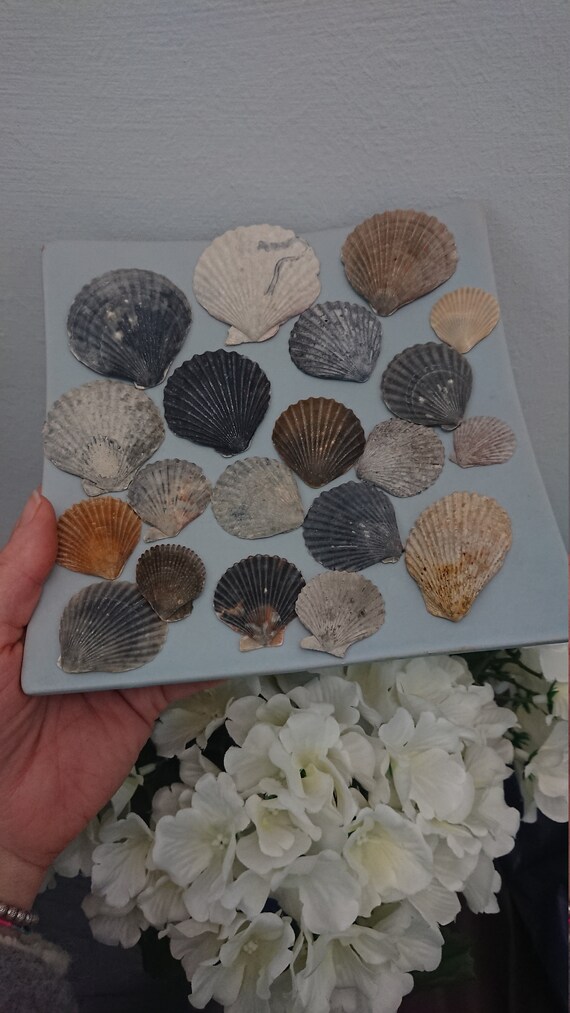 Mix 20 Scallop Seashells Bulk Seashells for Craft. | Etsy