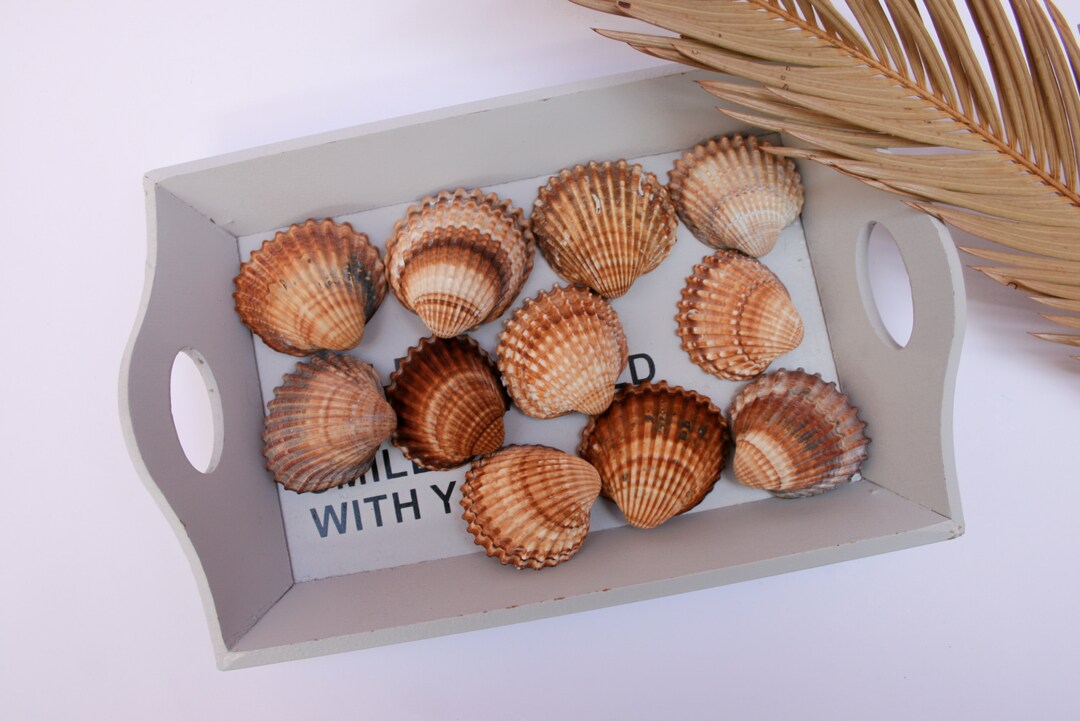 SET 30 Large Real Sea Shells, Bulk Seashells, Sea Home Decor, Beach ...