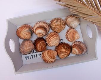 Sea Shells Bulk - Etsy