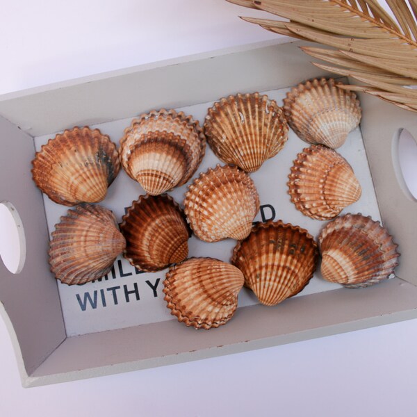 Large Sea Shells - Etsy