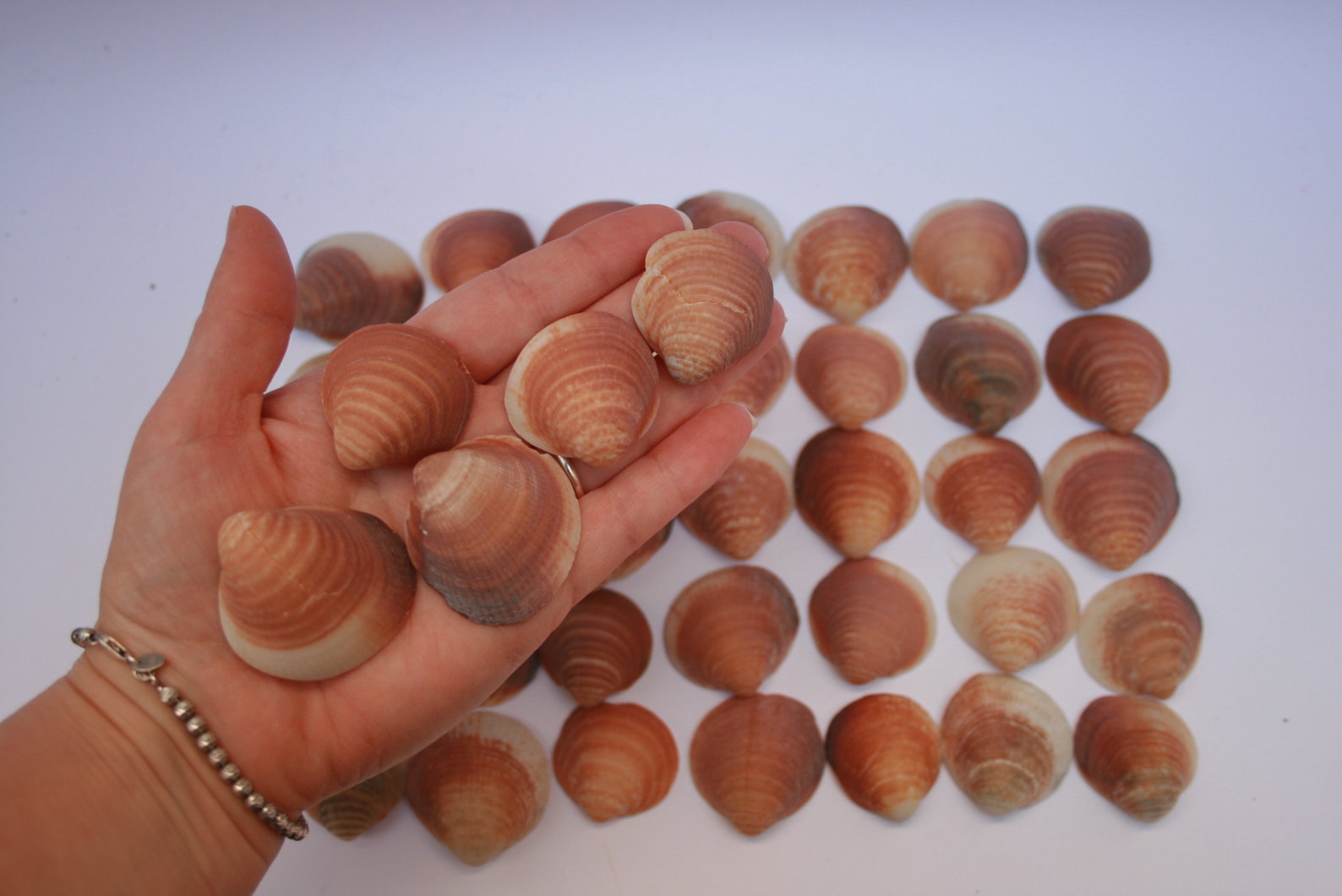 SET 40 Medium Real Sea Shells Bulk Seashells Natural Sea - Etsy UK
