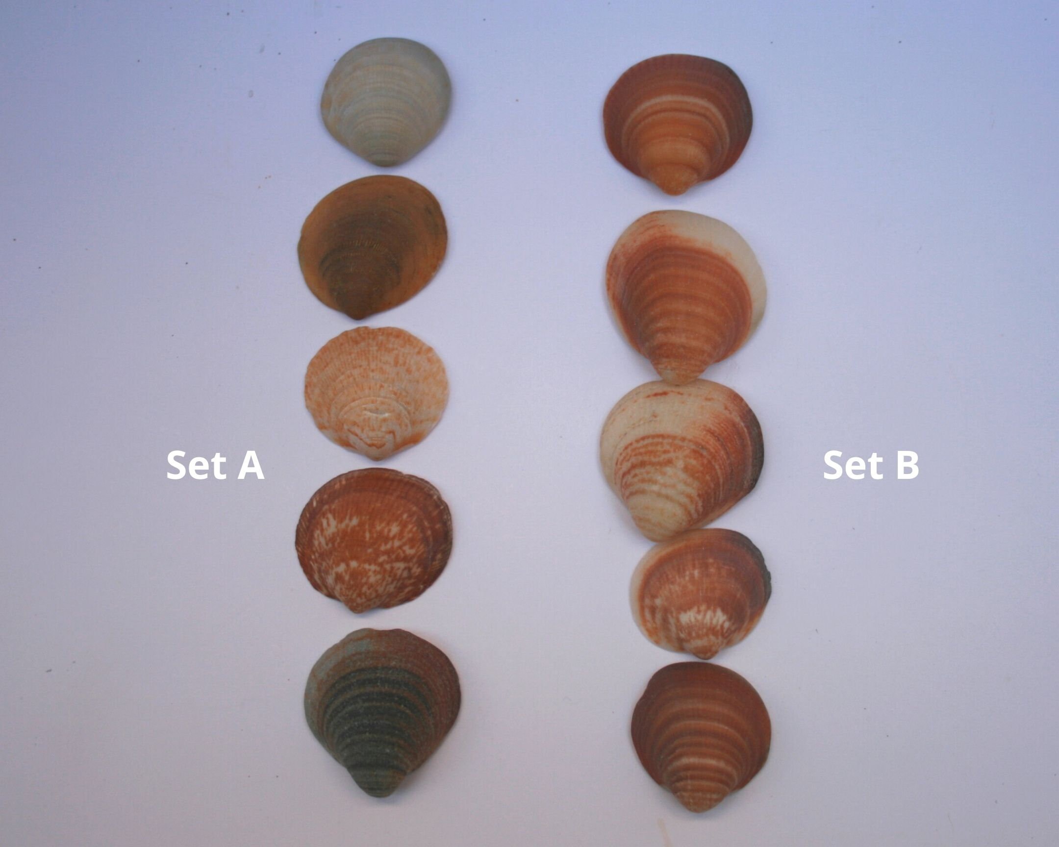 SET 40 conchas marinas reales medianas conchas marinas a - Etsy España