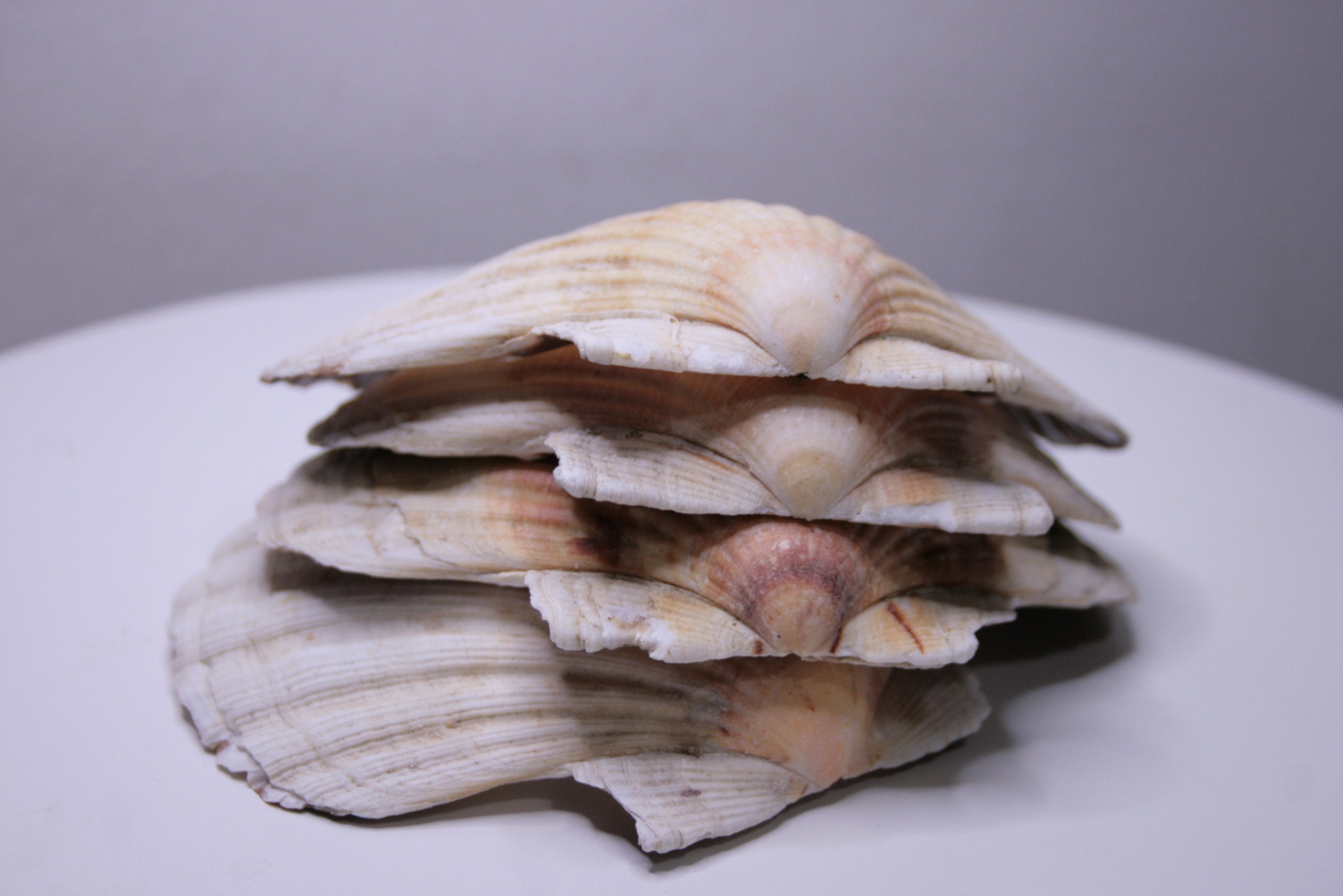 SET 8 Natural Real Giant Scallop Shells, Baking Scallops, Decoupage ...
