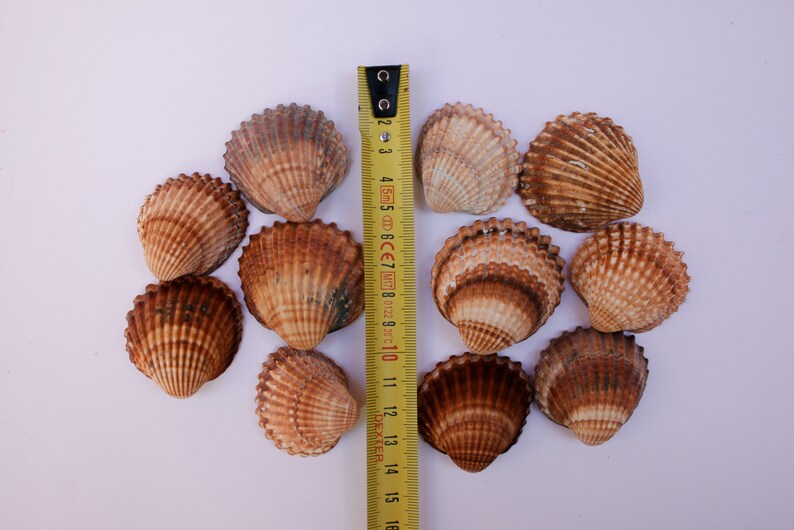 SET 30 Large Real Sea Shells, Bulk Seashells, Sea Home Decor, Beach ...