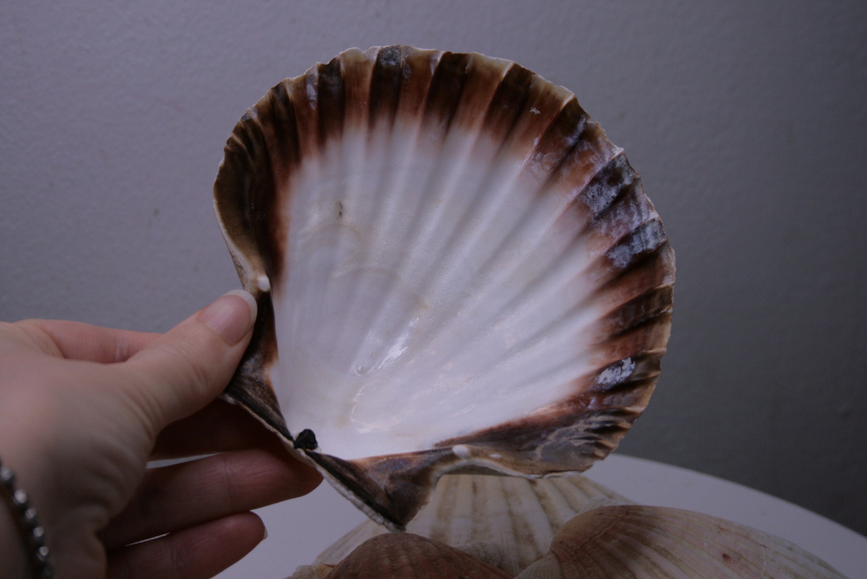 SET 8 Natural Real Giant Scallop Shells, Baking Scallops, Decoupage ...