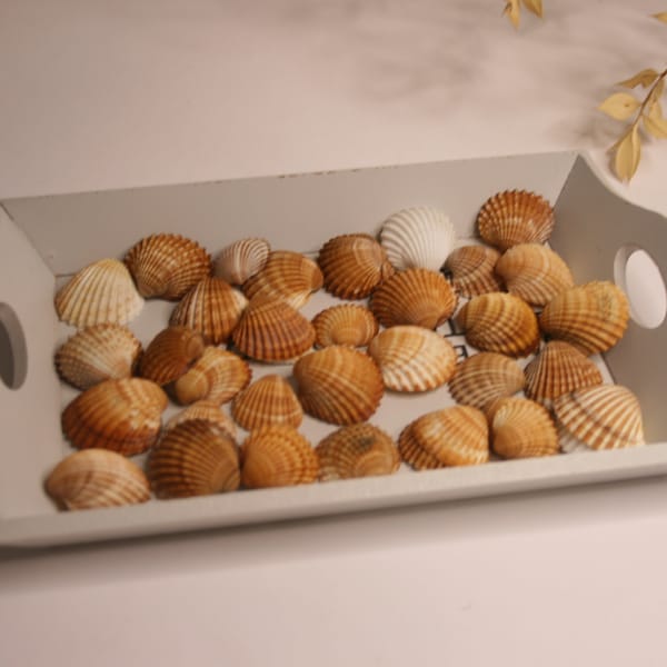 Small Sea Shells - Etsy