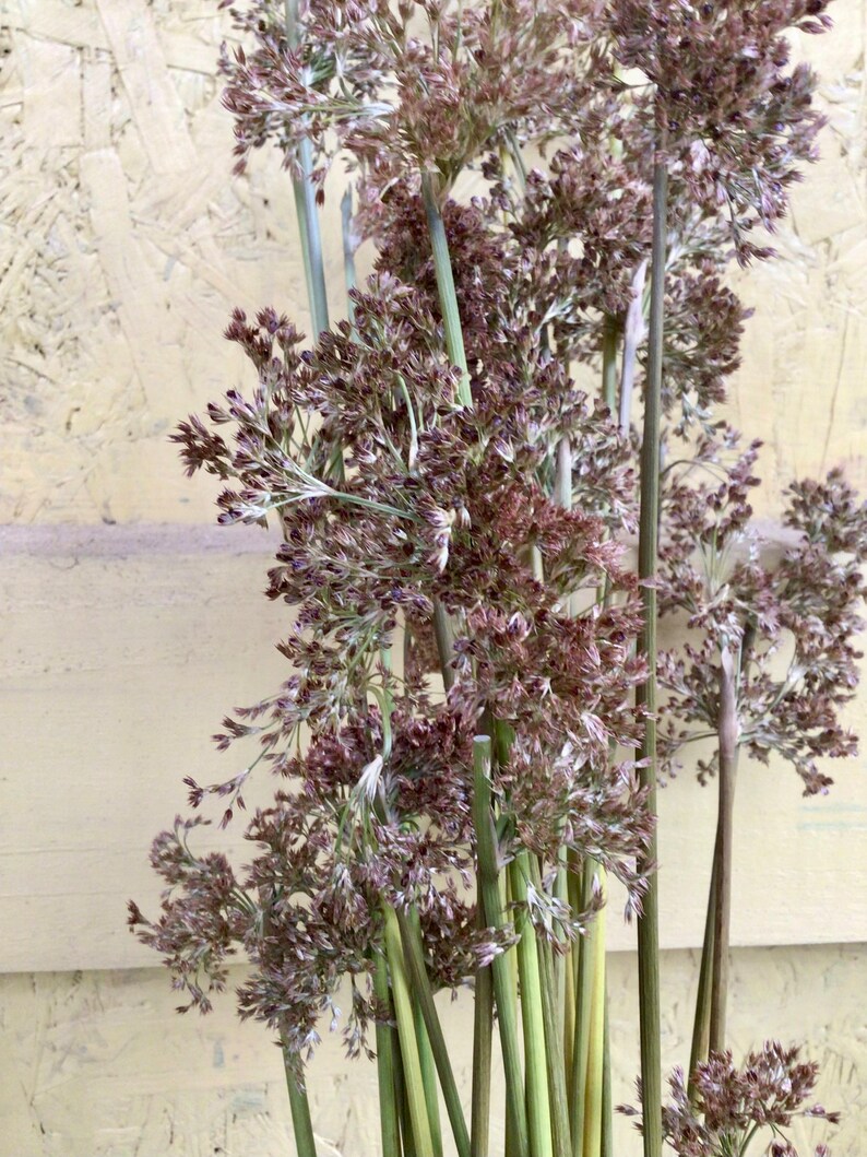 30 Dried Stems of Bronze Pink Reeds, Organically Grown, Sustainably ...