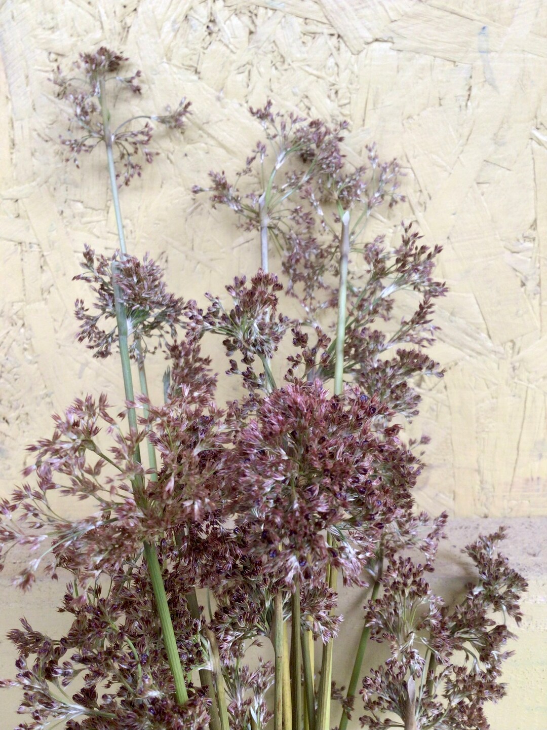 30 Dried Stems of Bronze Pink Reeds, Organically Grown, Sustainably ...