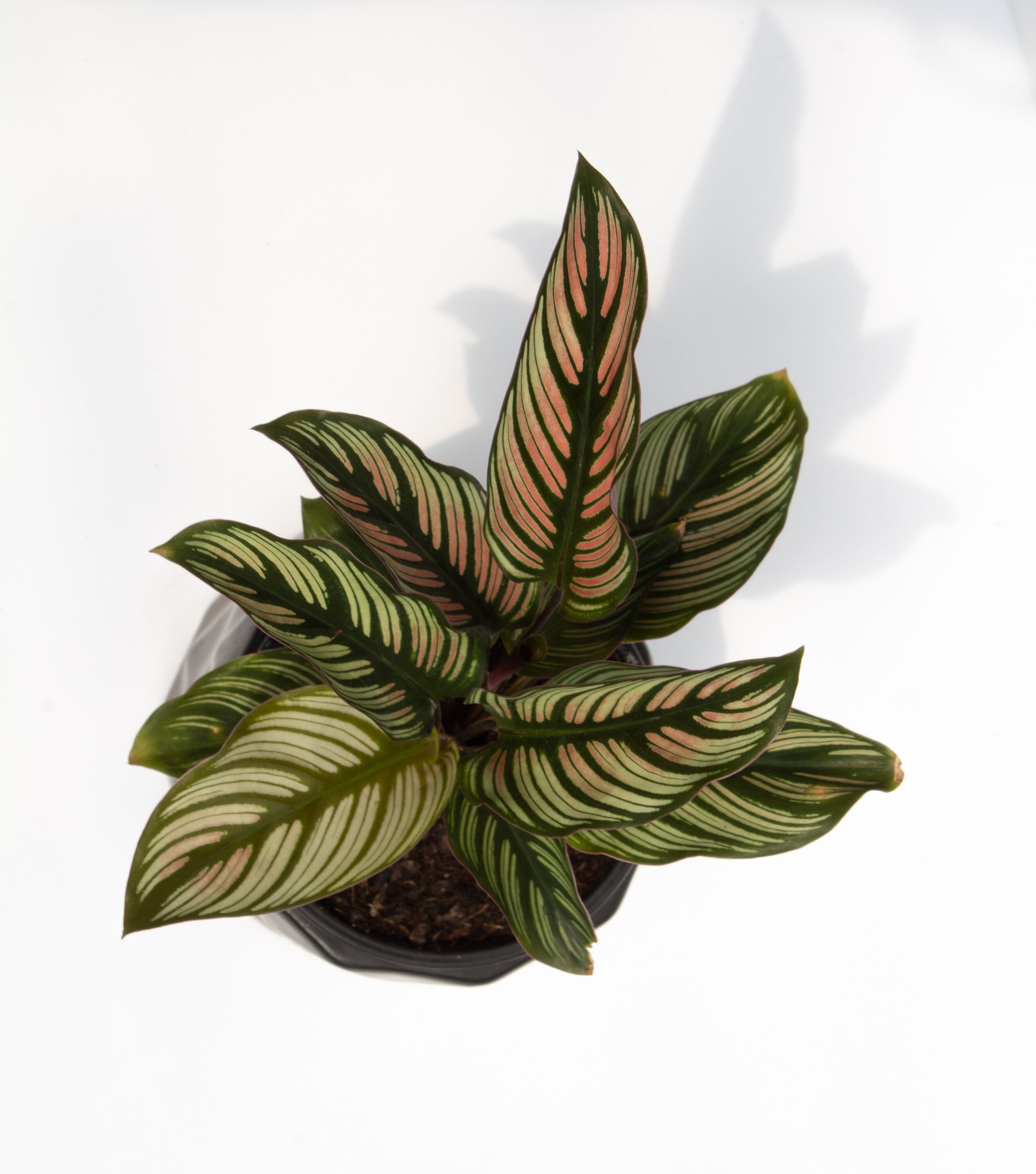 White Star Calathea pink 4pot | Etsy