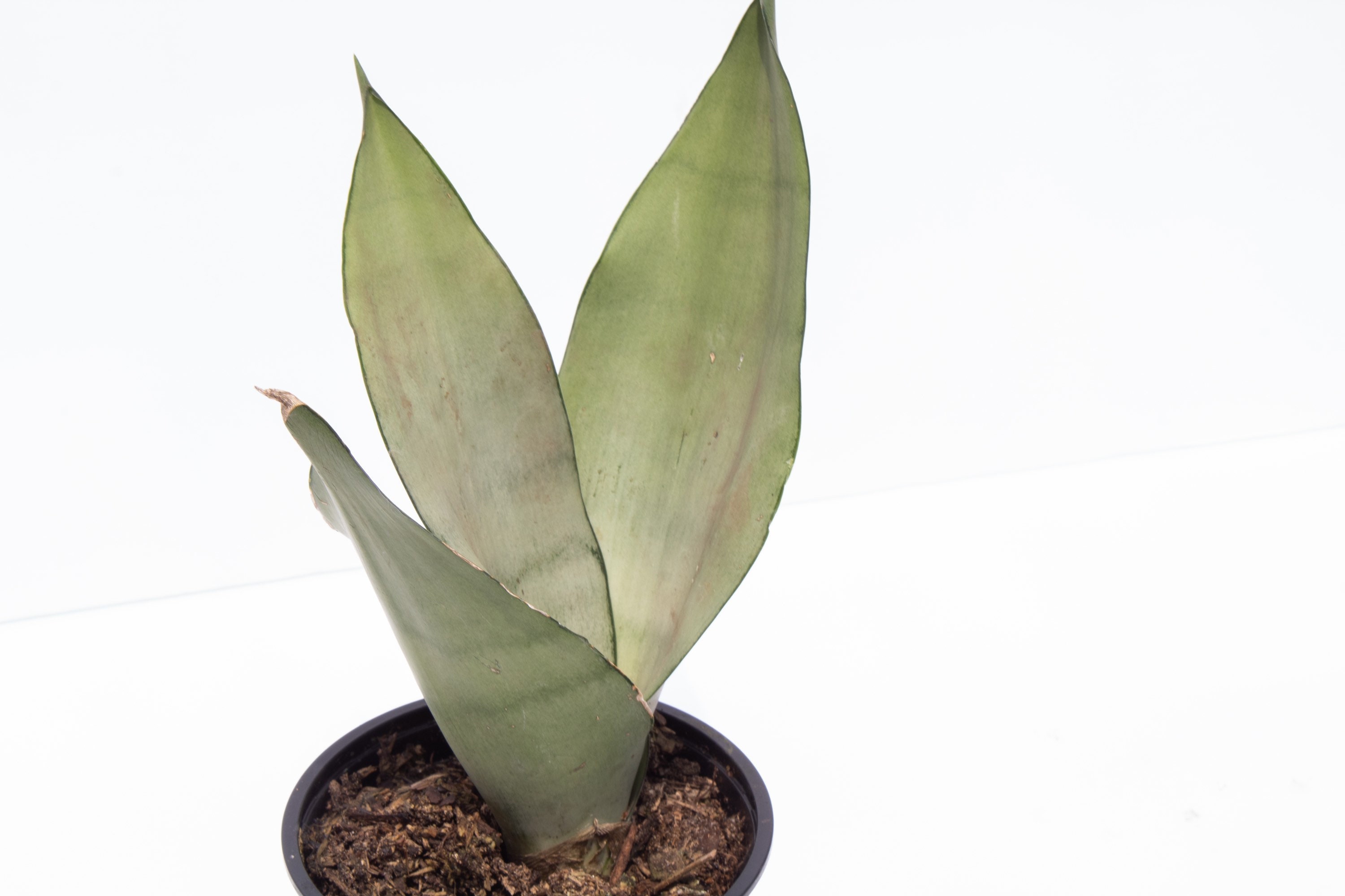 Moonlight/moonshine Snake Plant 4 - Etsy UK