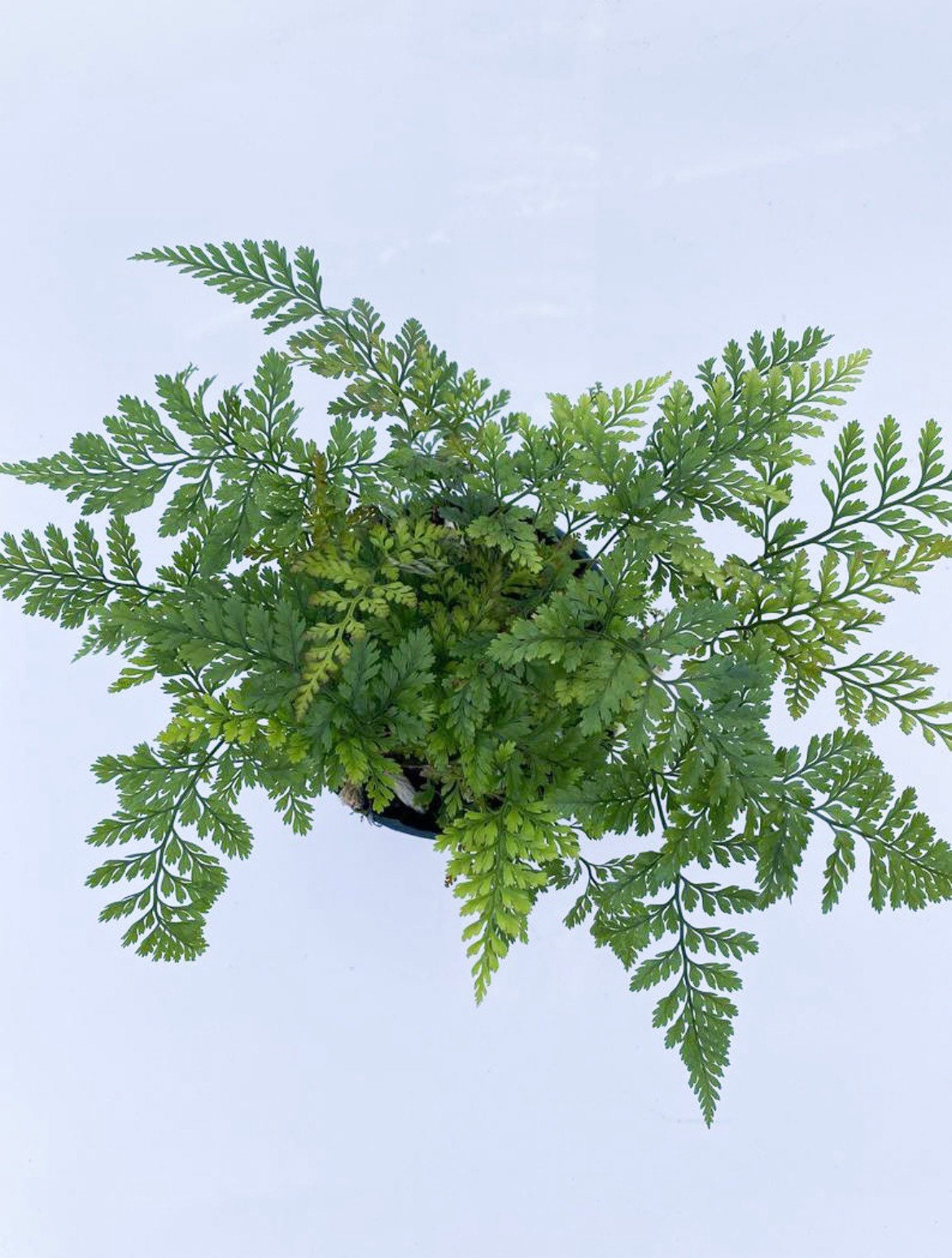 Rabbit Foot Fern 4 | Etsy