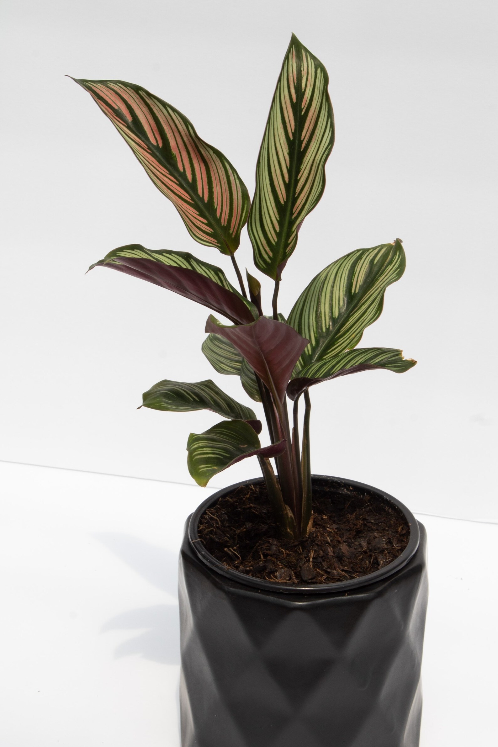 White Star Calathea pink 4pot - Etsy