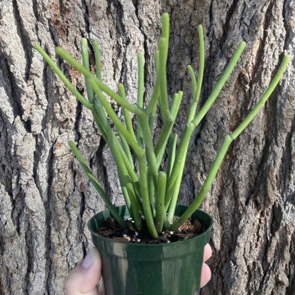 Pencil Cactus - Etsy