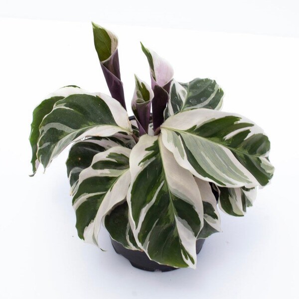 Calathea White Fusion - Etsy