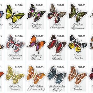 Cross Embroidery Set / Butterfly "salamis Temora" / Gift for the ...