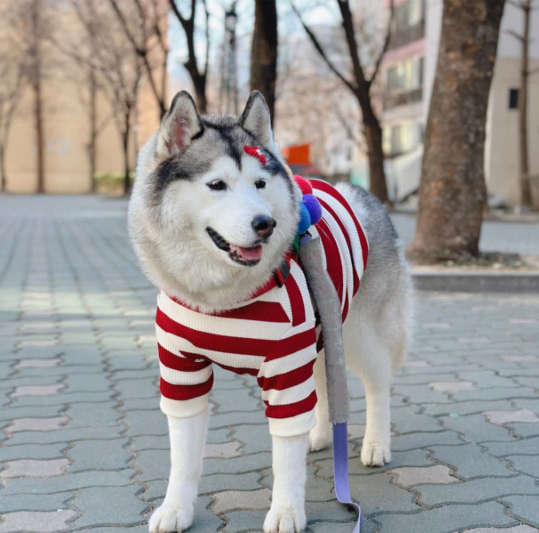 Stripe Ribbed Knit Shirt, 3XL-6XL, Large Dog Clothes, Large Breeds Dogs ...