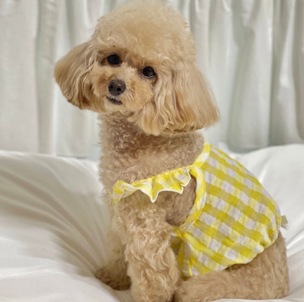 Gingham Crop Top, S-2XL, Dog-tee, Dog Top, Dog Clothing, Dog Fashion ...