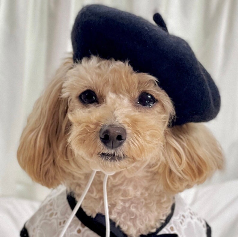 French Beret Hat Hat for Dog Dog Hat Dog Beret Dog - Etsy