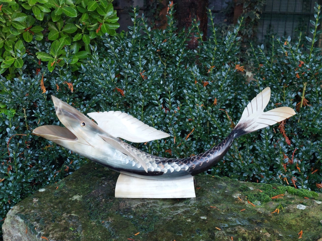 Grand Poisson En Corne Véritable / Longueur : 54 Cm / Superbe - Etsy