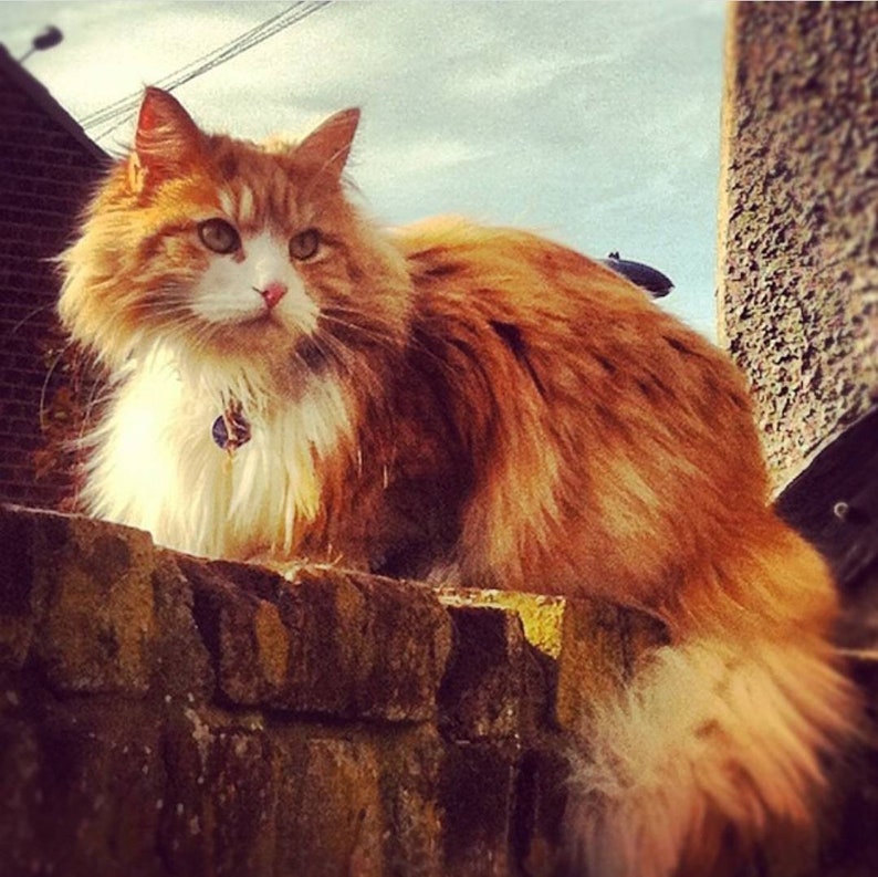 Snoozing Black Cat. Gorgeous Hand Printed Linocut of a Cat Dozing on a ...