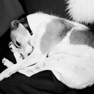 Gorgeous, Curled Up, Sleepy Whippet. Hand Printed Linocut. (A4 Size) - Etsy