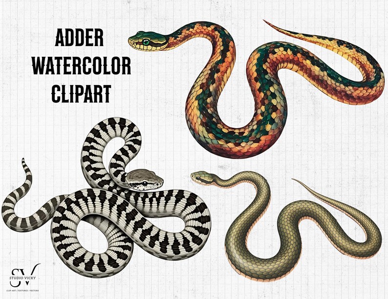 Adder Watercolor Snake Clipart: PNG SVG Graphics (digital Download) - Etsy