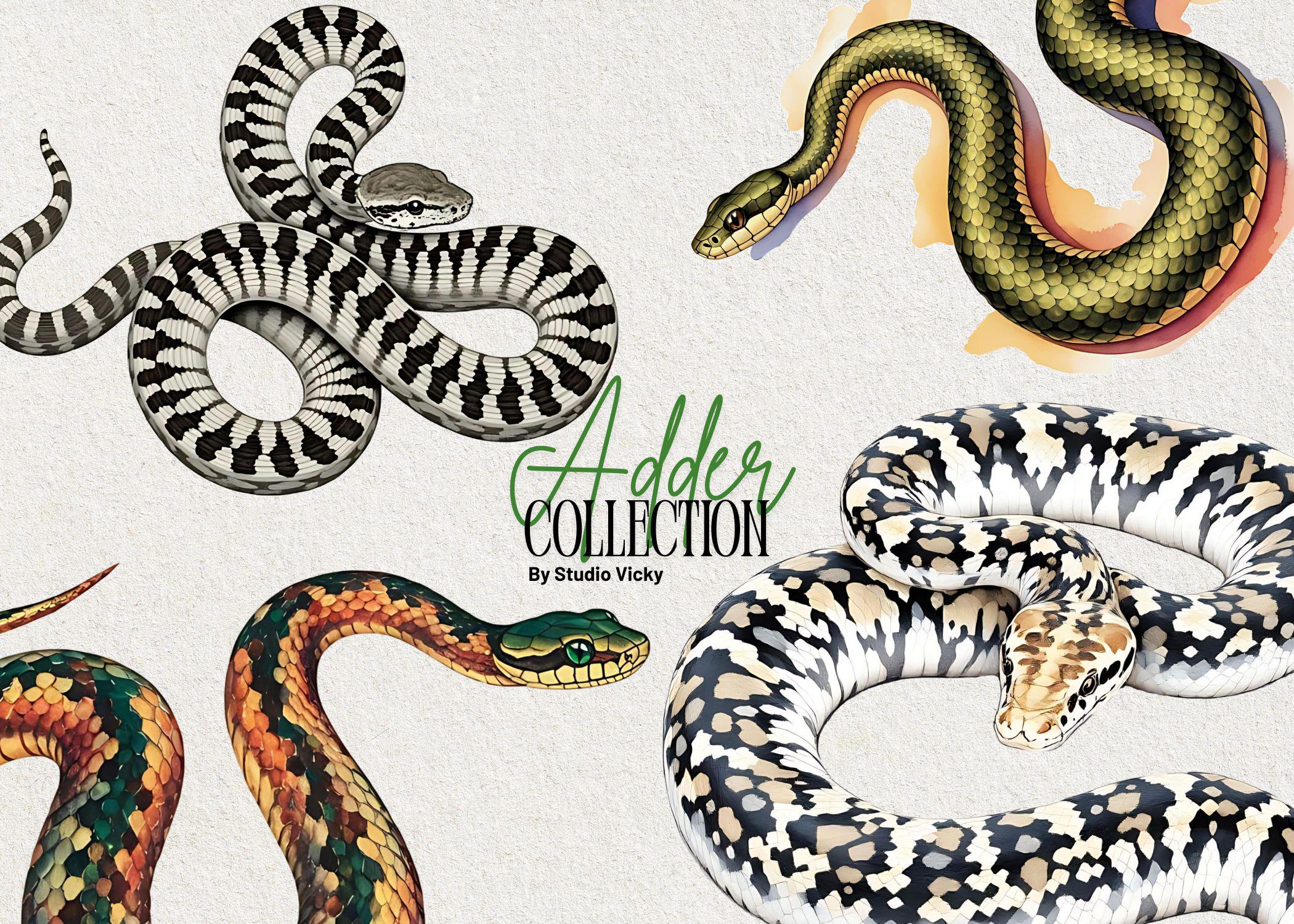 Adder Watercolor Snake Clipart: PNG SVG Graphics (digital Download) - Etsy