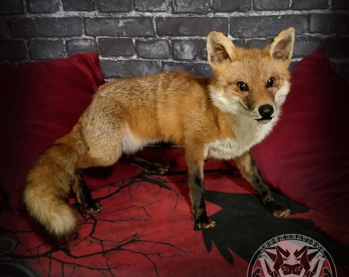 Posable Red Fox Soft Mount - Etsy