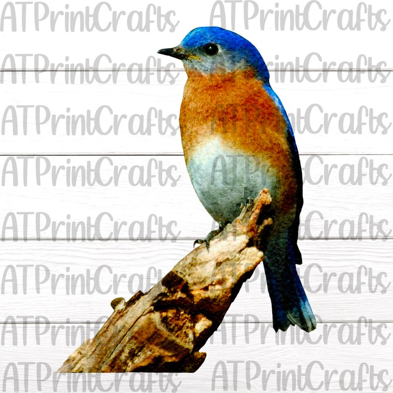 Png Blue Bird Sublimation Design Digital Download Sublimation - Etsy