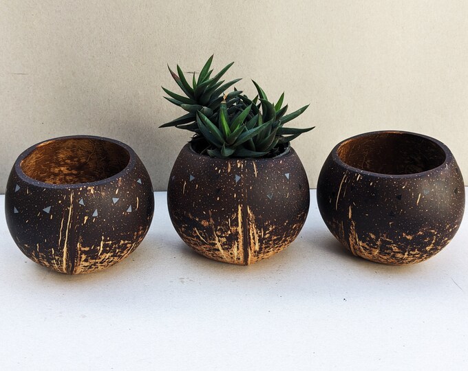 Set of 3 Coconut Shell Planters - Etsy