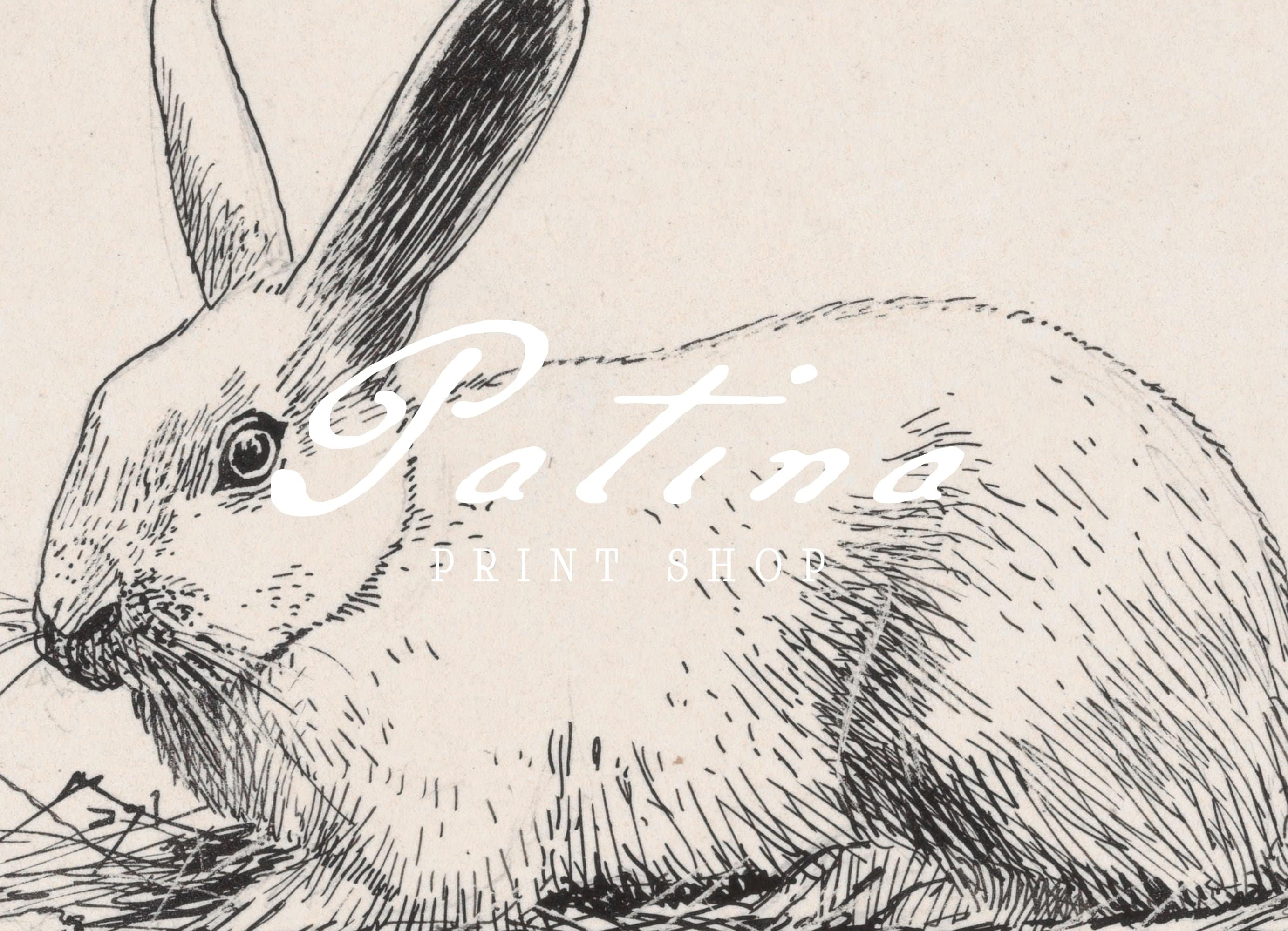 Vintage Rabbit Drawing Antique Sketch Vintage Animal Art - Etsy