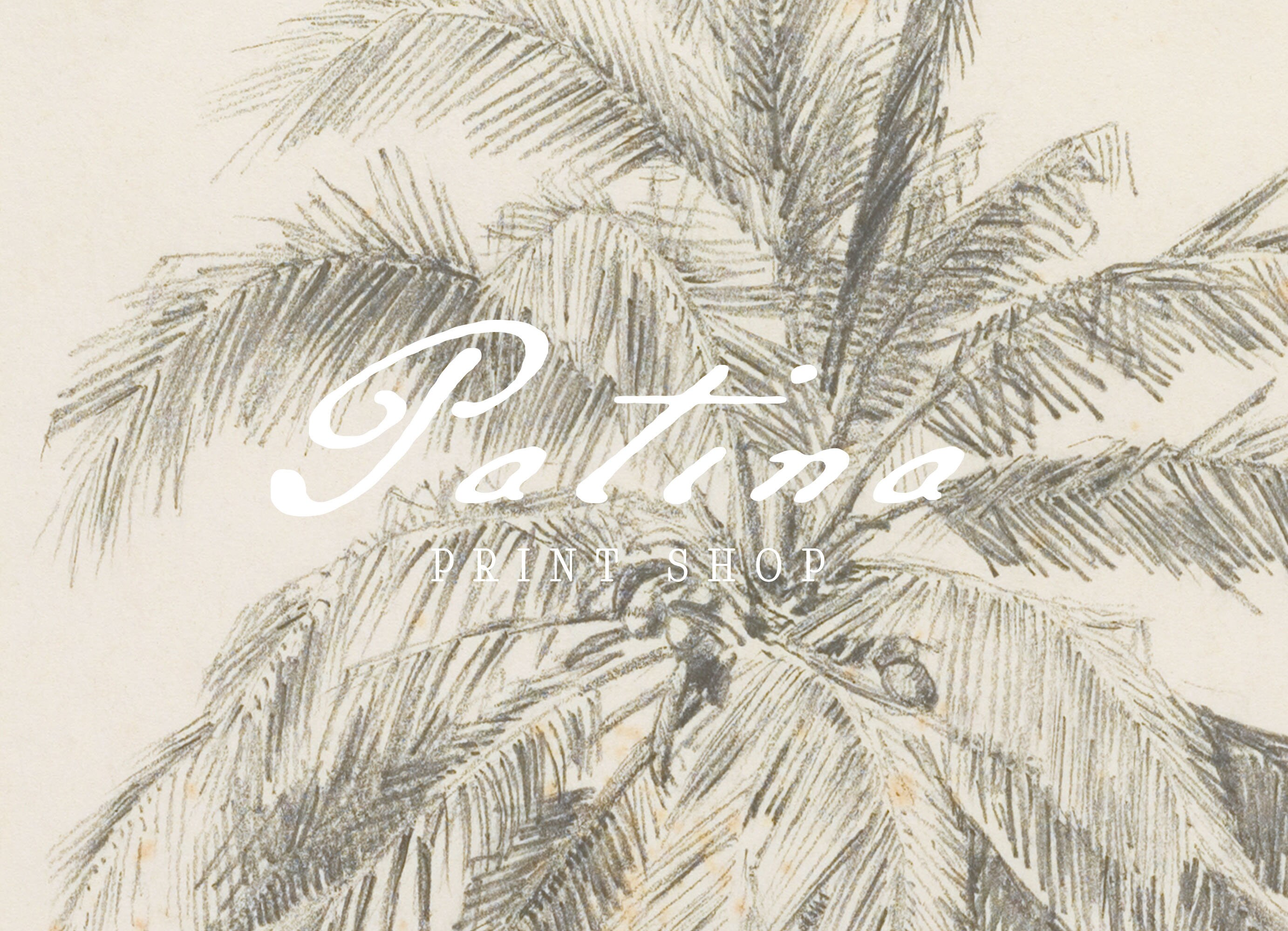 Palm Tree Print | Vintage Tree Drawing | Beach Decor | Coastal Art ...