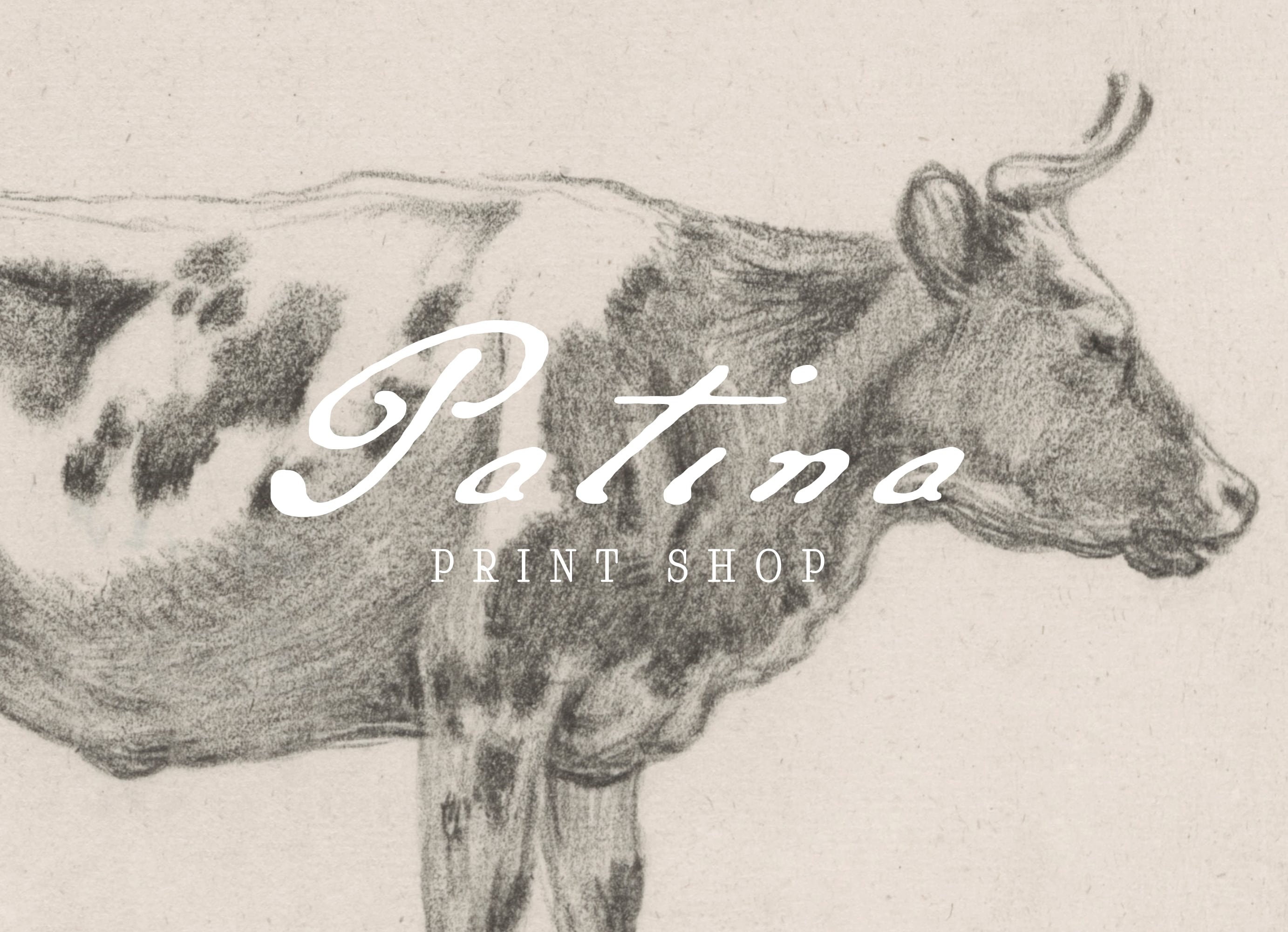 Vintage Cow Drawing Antique Sketch Vintage Cow Art Black | Etsy