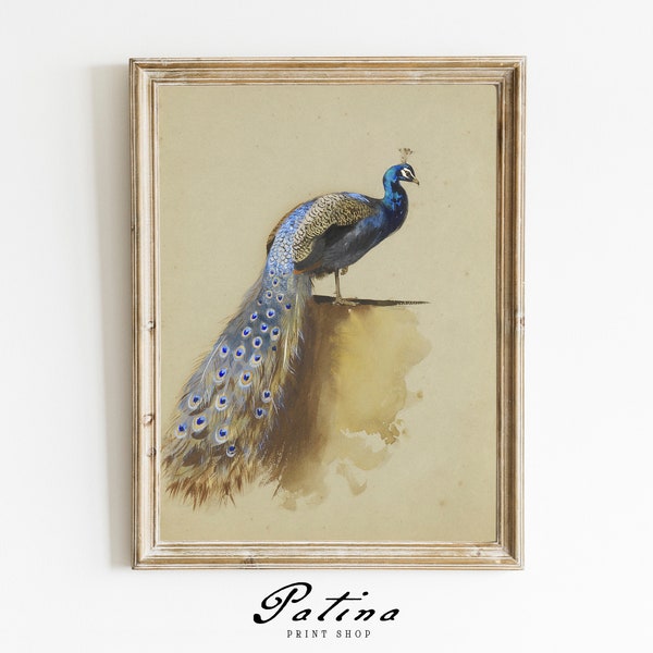 French Peacock - Etsy