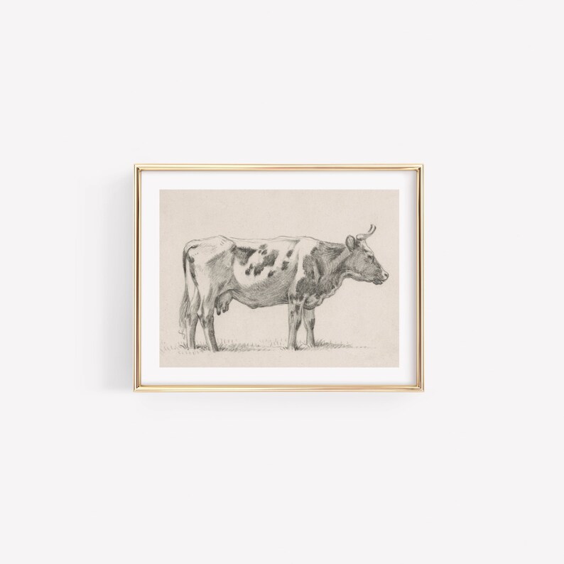 Vintage Cow Drawing Antique Sketch Vintage Cow Art Black | Etsy