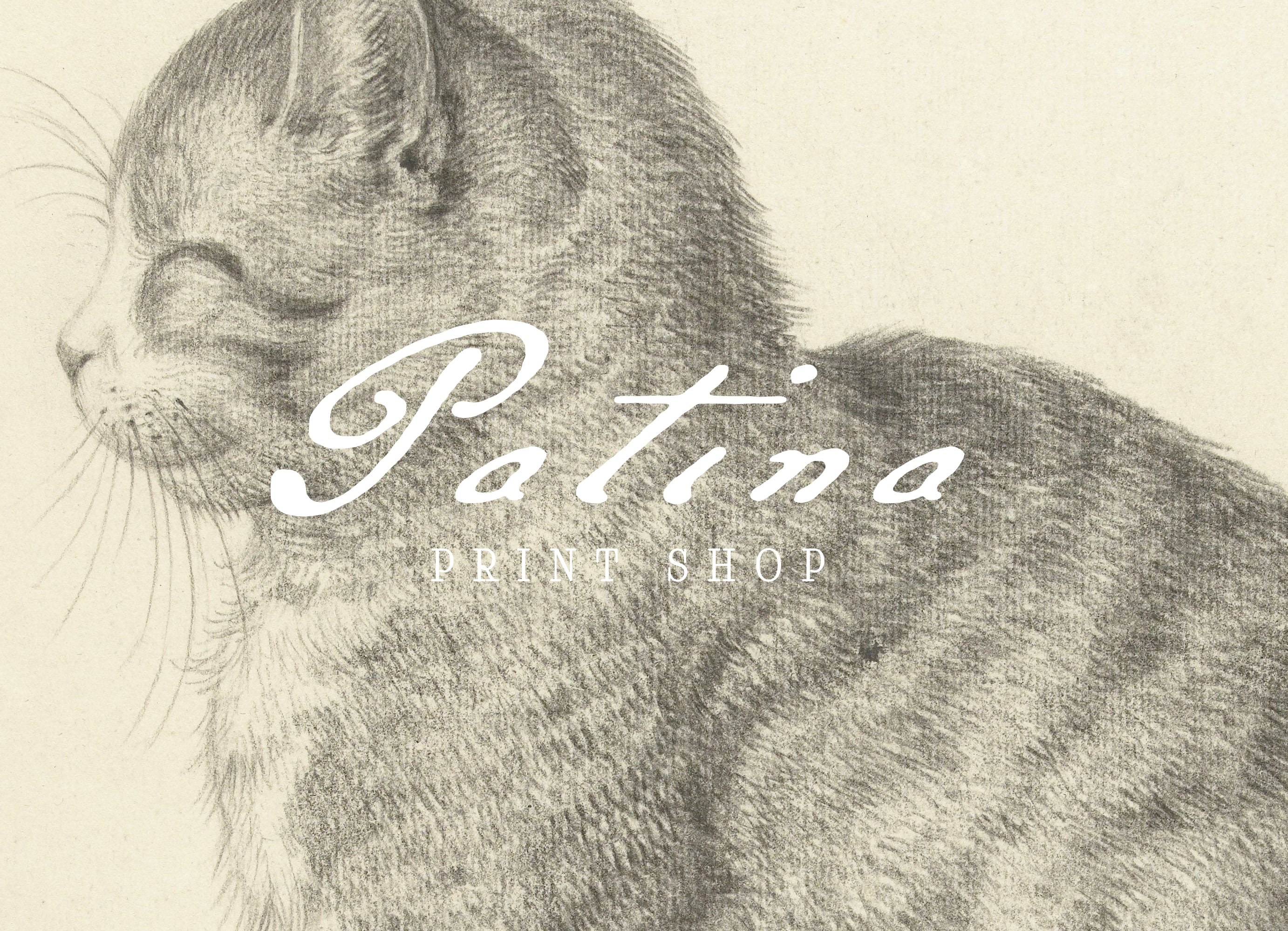 Vintage Cat Drawing Cat Art Antique Sketch Vintage | Etsy