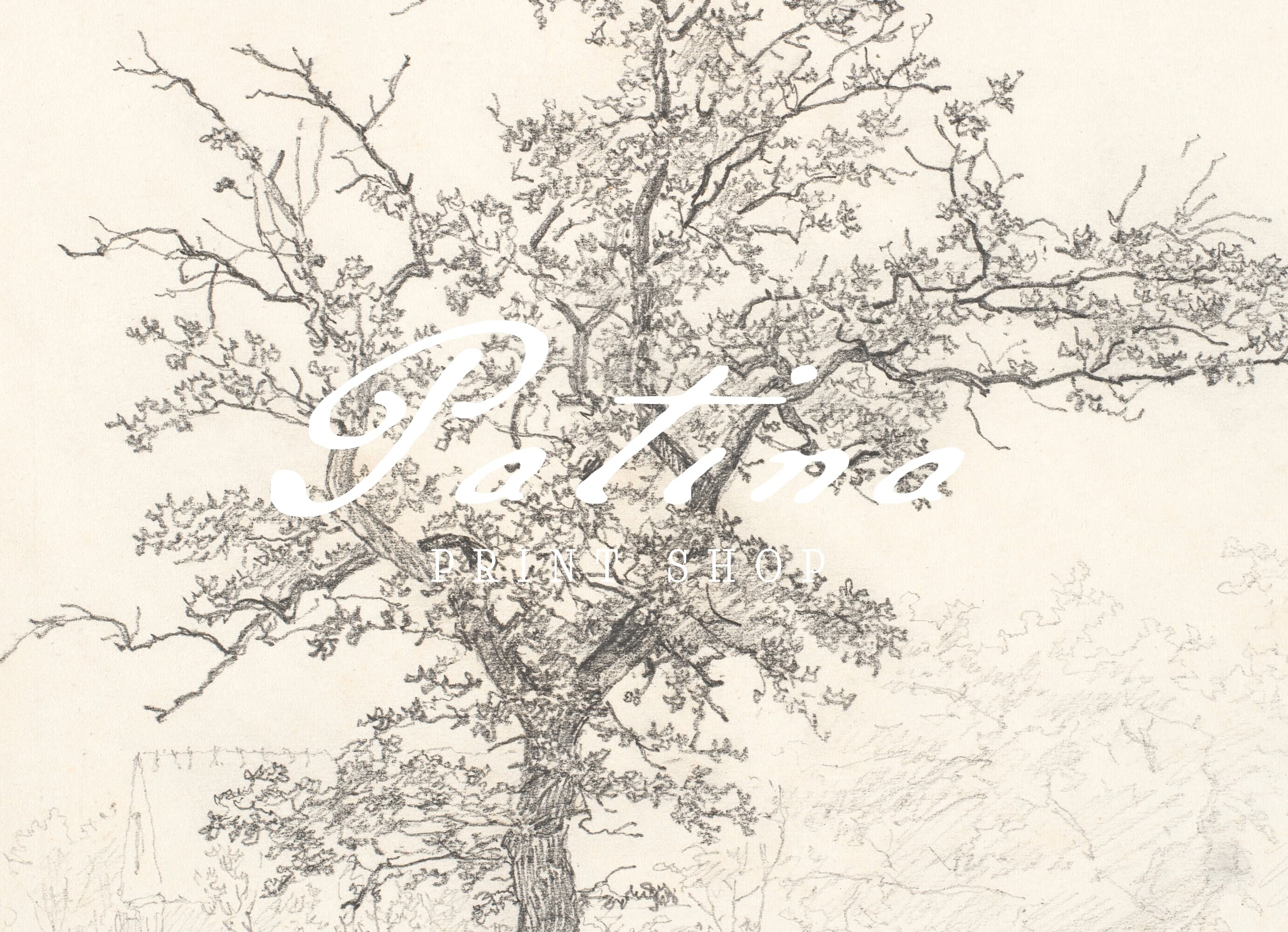 Vintage Tree Sketch Tree Drawing Nature Print Antique - Etsy