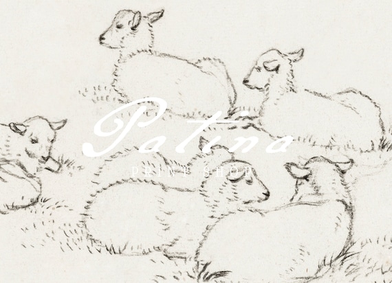 How To Draw A Sheep Lying Down