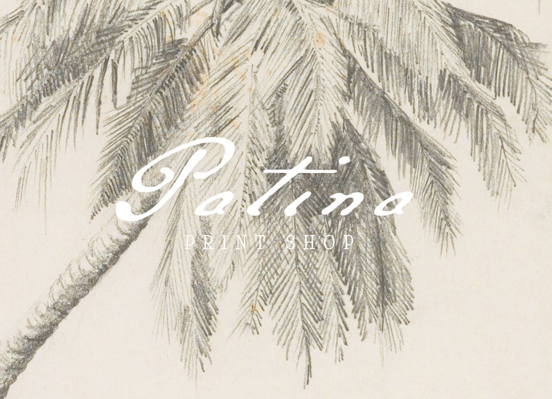 Palm Tree Print Vintage Tree Drawing Beach Decor Coastal - Etsy