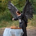 Extra Large Wings, White Angel Wings, Black Wings, Giant Wings, Big ...