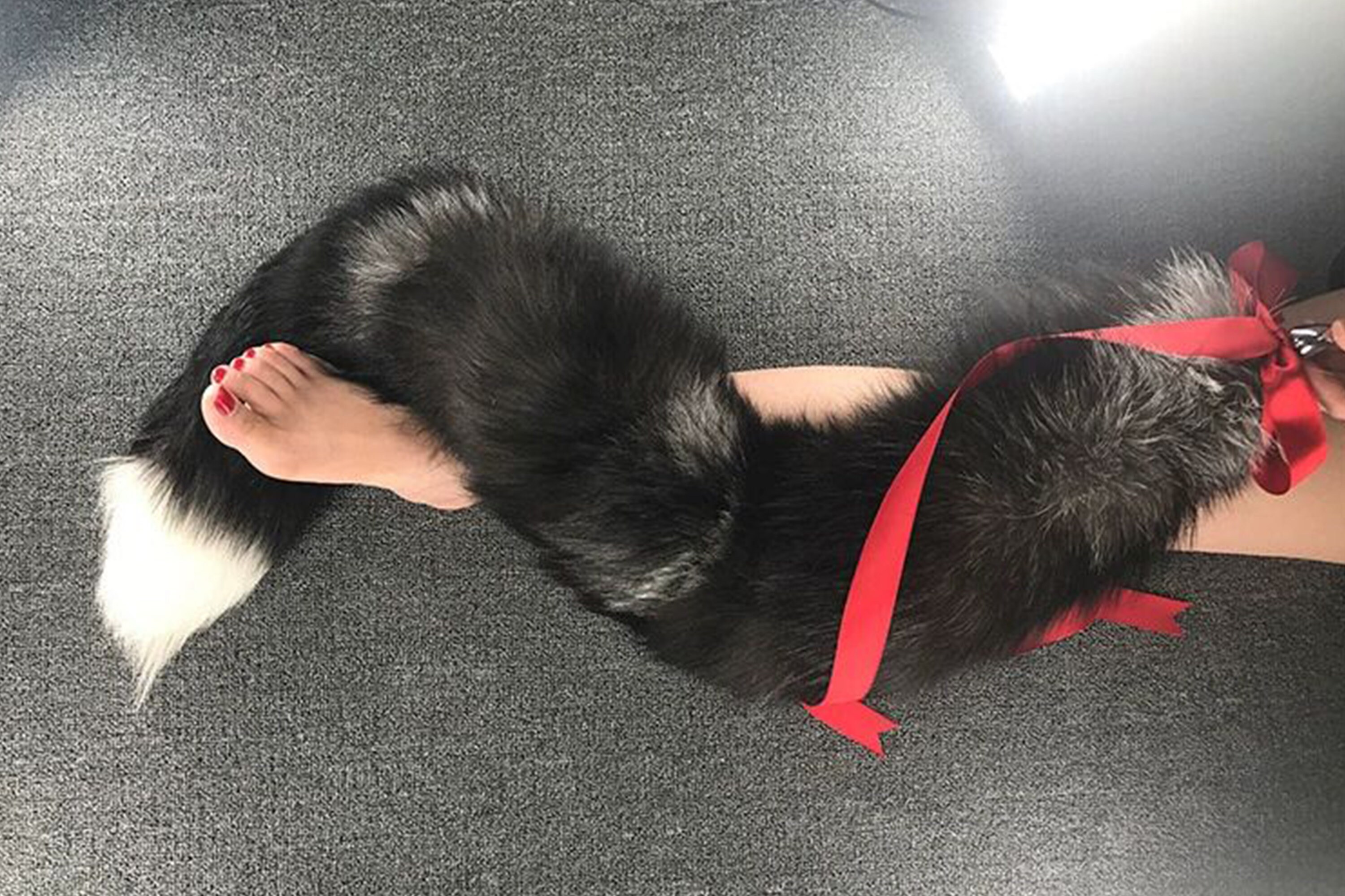 Gray Real Fox Tail Fox Tail Cosplay Anime Sexy Cute Animal - Etsy