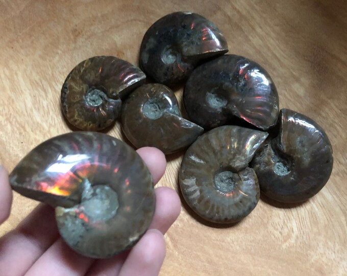 Red Flash Ammonite Fossil / Iridescent Fire Stone - Etsy