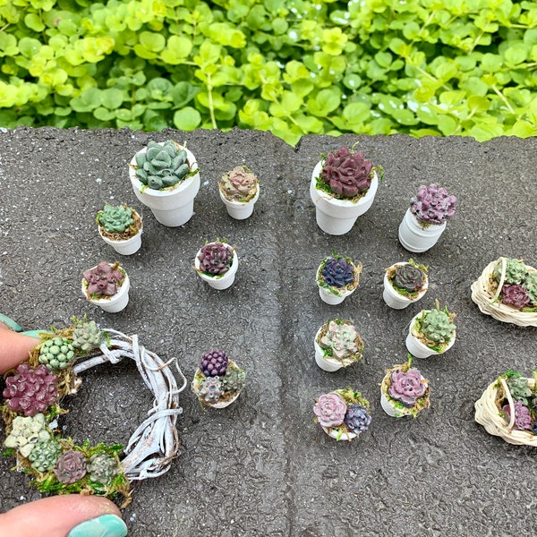 Mini Succulent - Etsy